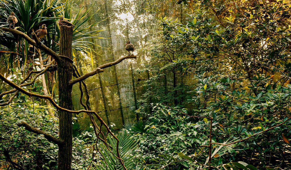 Donna Ong: My Forest Has No Name – My Art Guides