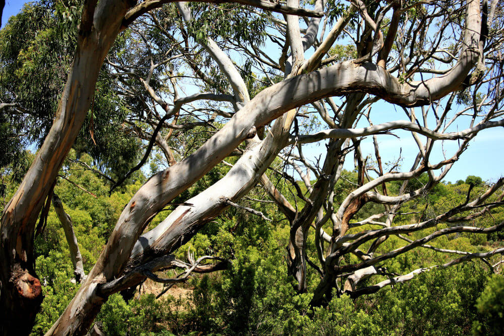 Gum Trees — A Retrospective – My Art Guides