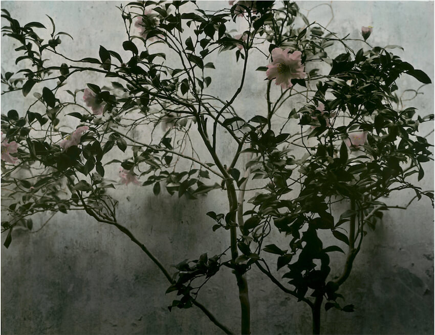 Photosynthesis – My Art Guides