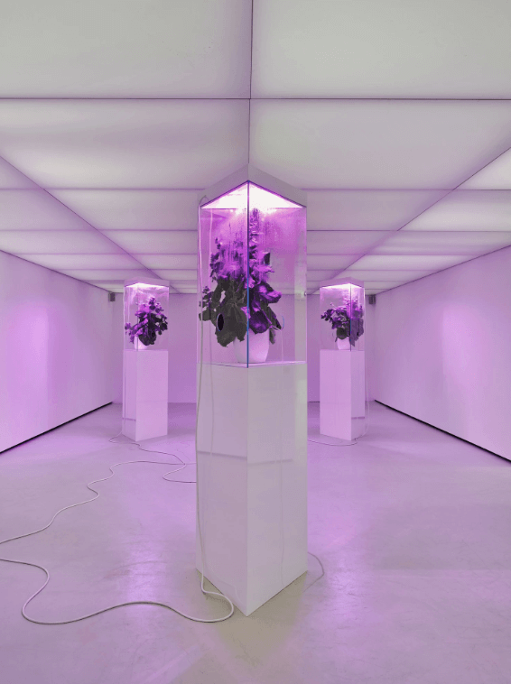 Dana-Fiona Armour | MC1R Project | My Art Guides