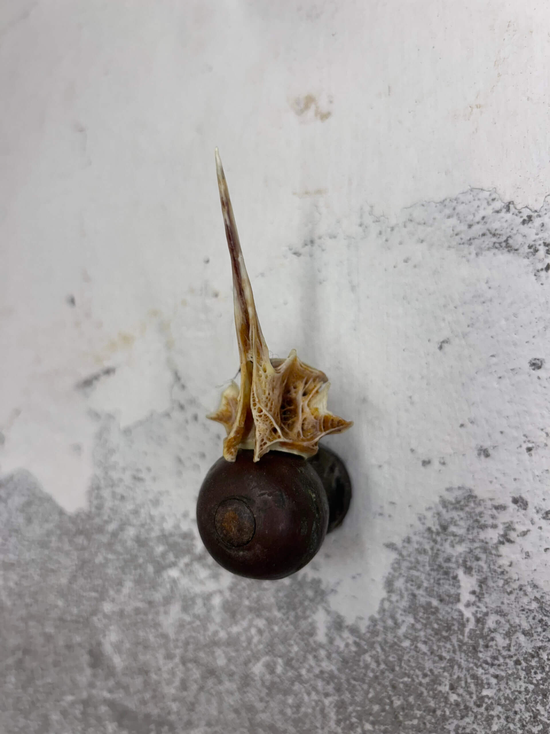 Alessandro Quinzii Borgomainerio: Corpo sottile – My Art Guides